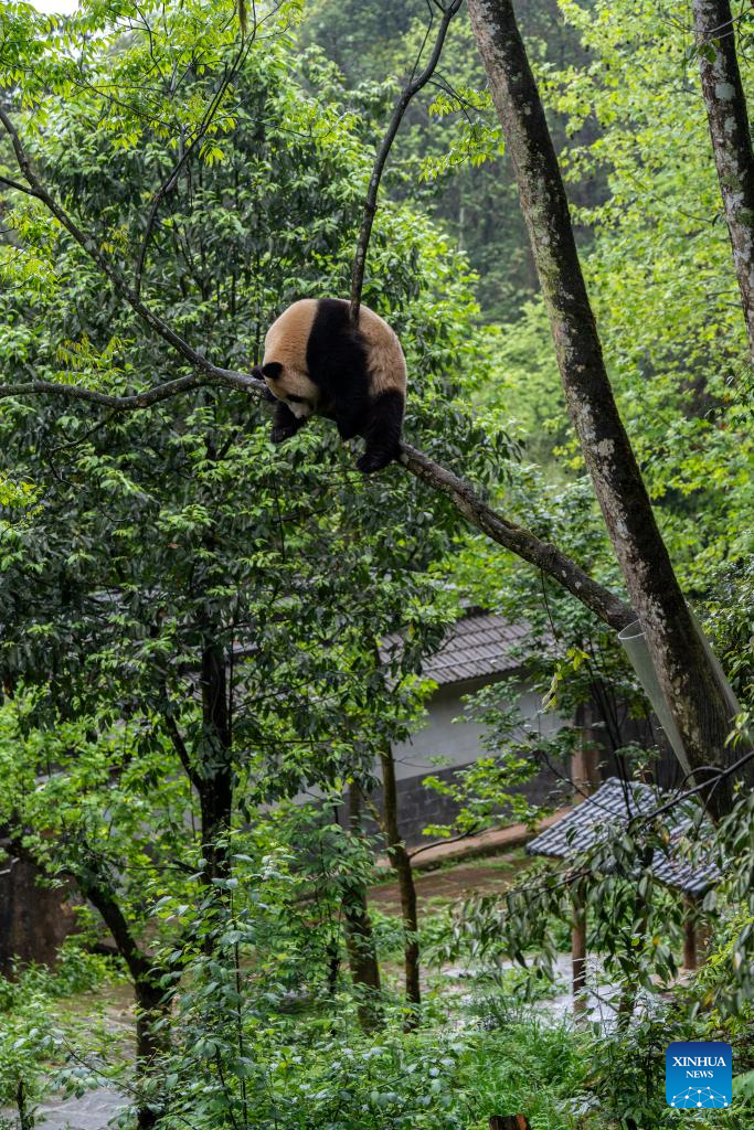 Giant pandas leave hometown for U.S.-Xinhua