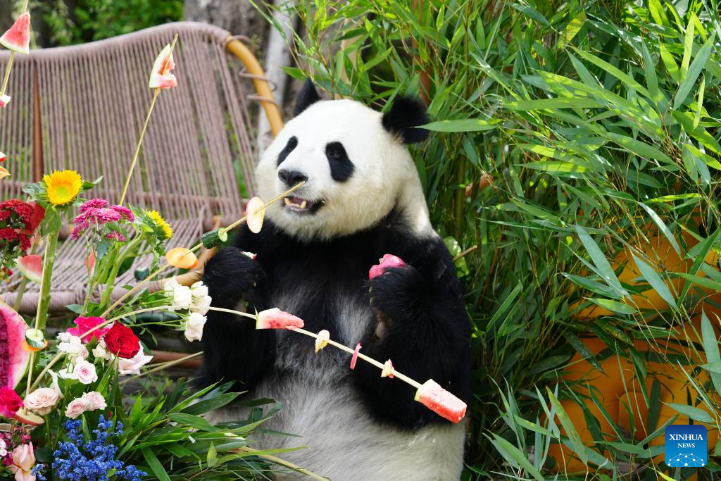 In pics: giant pandas at Xining Panda House in Qinghai-Xinhua