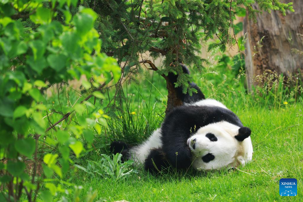 In pics: giant pandas at Xining Panda House in Qinghai-Xinhua