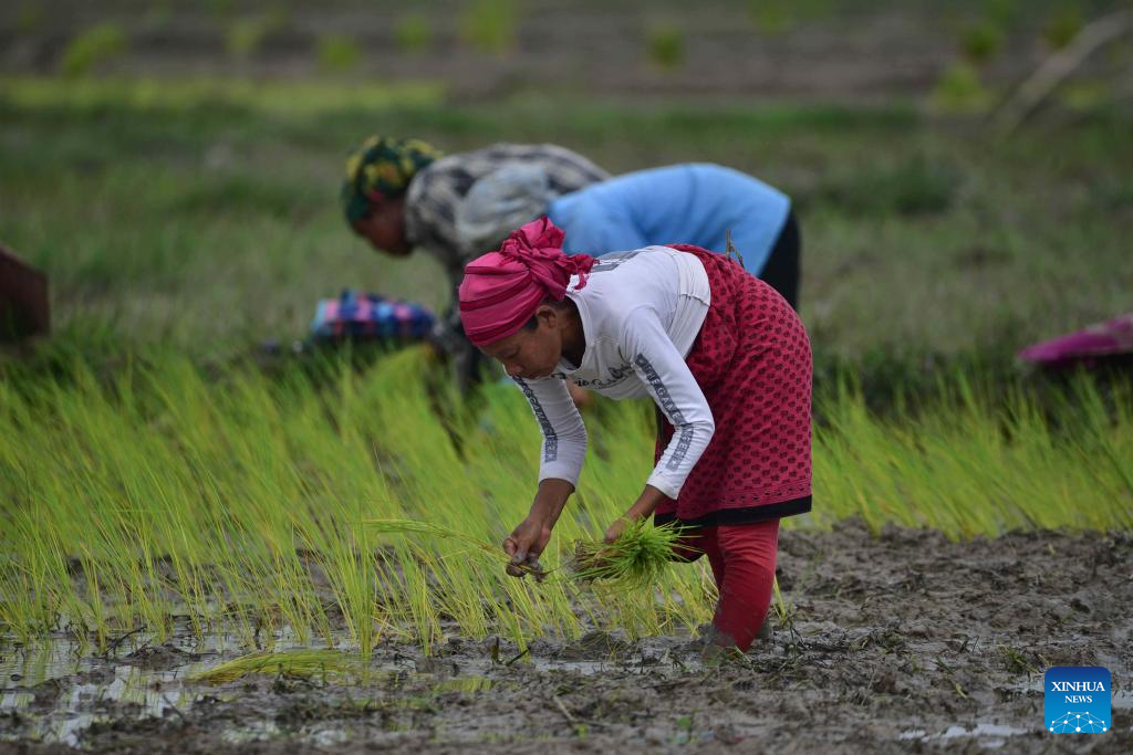 Farmers plant rice saplings at paddy field in India-Xinhua