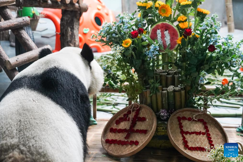 Birthdays of giant pandas Shuangxin, Hexing celebrated in China's ...