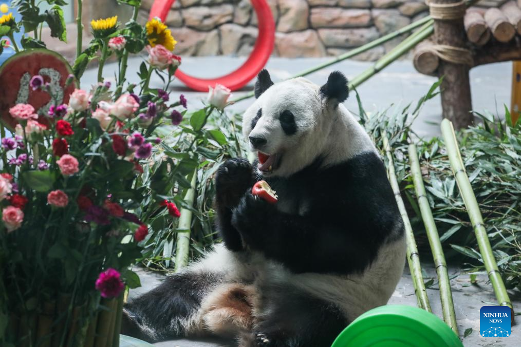 Birthdays of giant pandas Shuangxin, Hexing celebrated in China's ...
