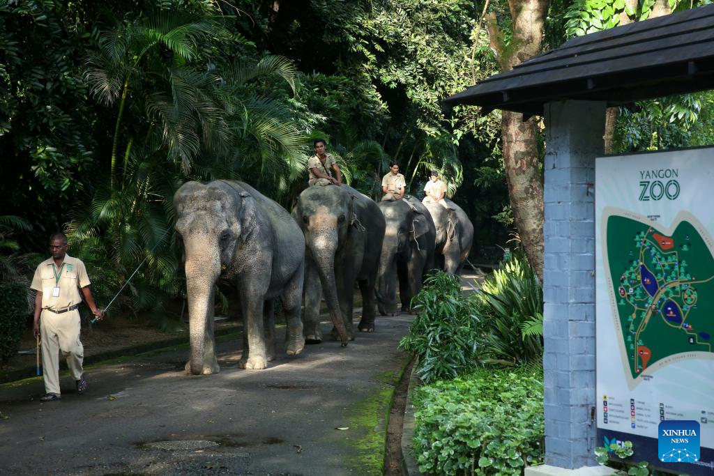 Feature: Yangon Zoo celebrates World Elephant Day with stories of its ...