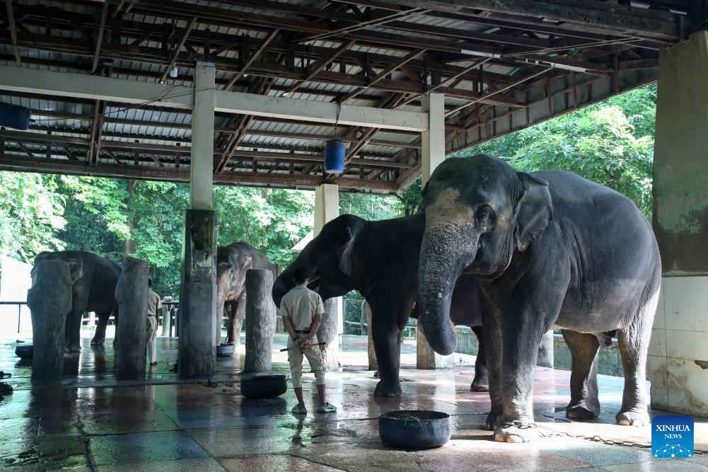 Feature: Yangon Zoo celebrates World Elephant Day with stories of its ...