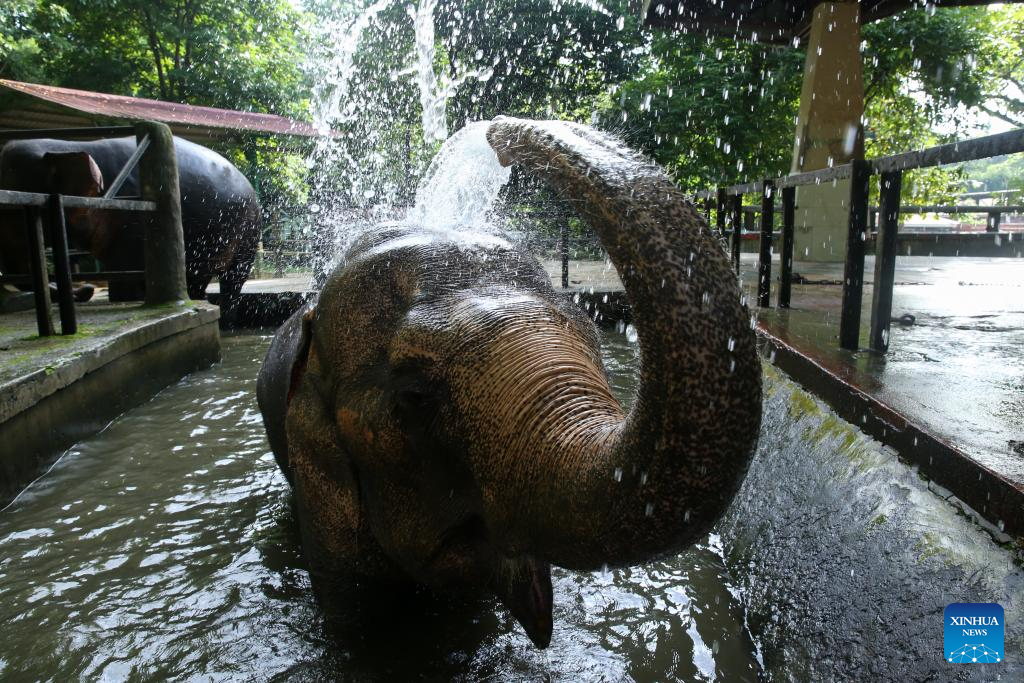 Feature: Yangon Zoo celebrates World Elephant Day with stories of its ...
