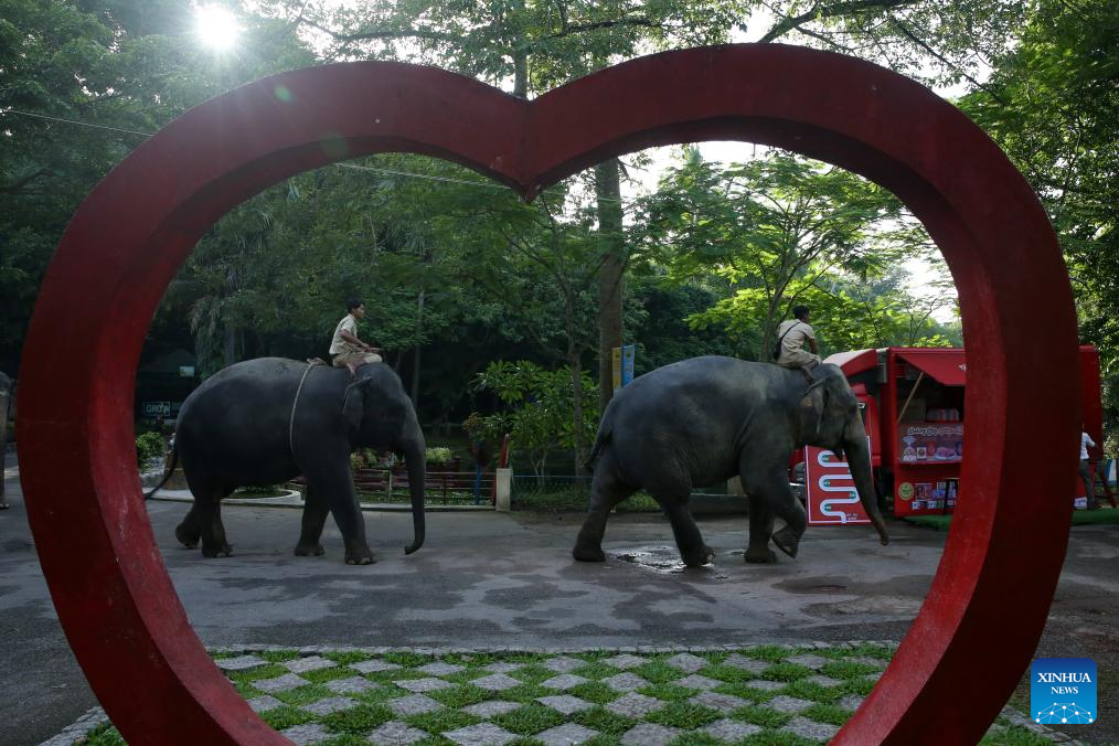 Feature: Yangon Zoo celebrates World Elephant Day with stories of its ...