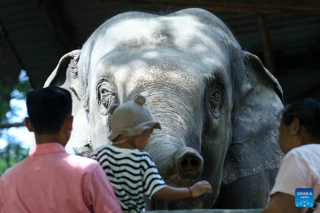 Feature: Yangon Zoo celebrates World Elephant Day with stories of its ...
