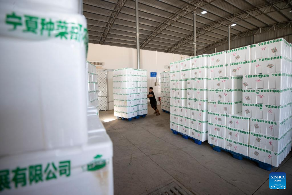 Qujiang in NW China develops large-scale vegetable planting industry ...