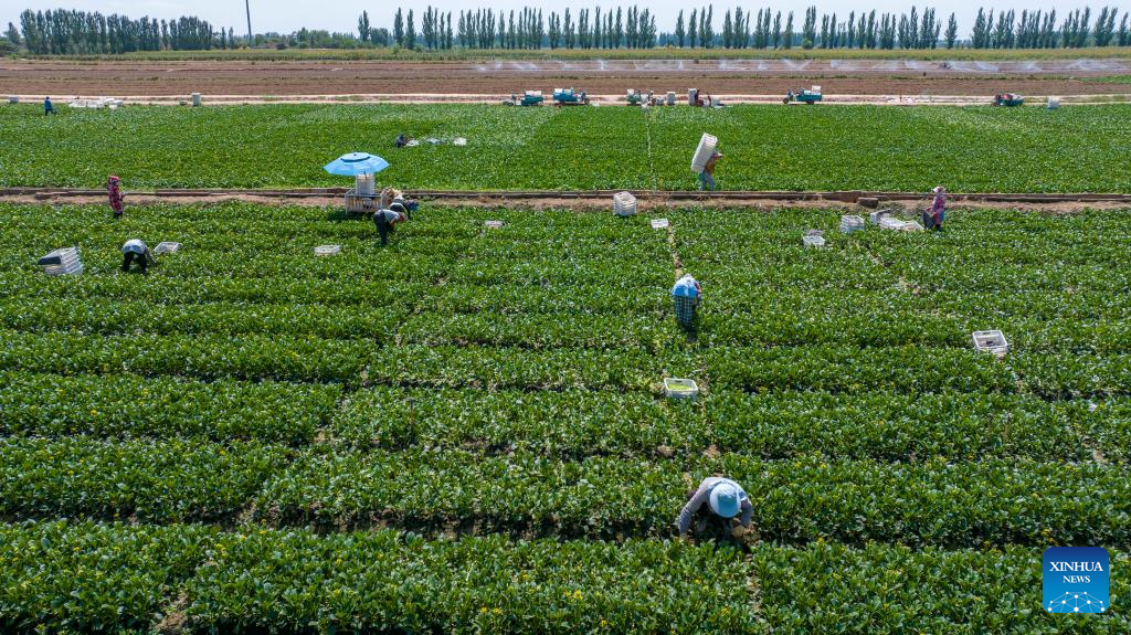 Qujiang in NW China develops large-scale vegetable planting industry ...