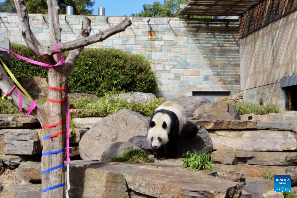 Birthday celebration for giant pandas Wang Wang and Fu Ni held in Australia-Xinhua