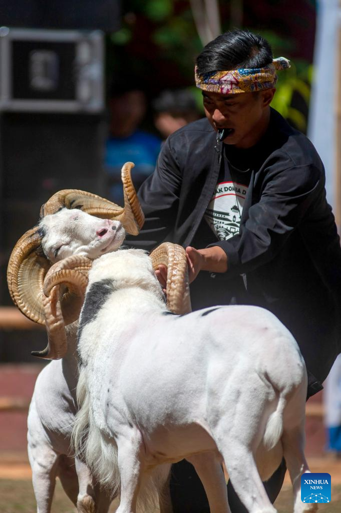 Traditional ram fighting held in Bandung, Indonesia-Xinhua