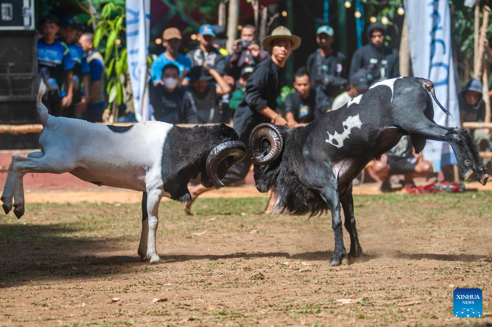 Traditional ram fighting held in Bandung, Indonesia-Xinhua