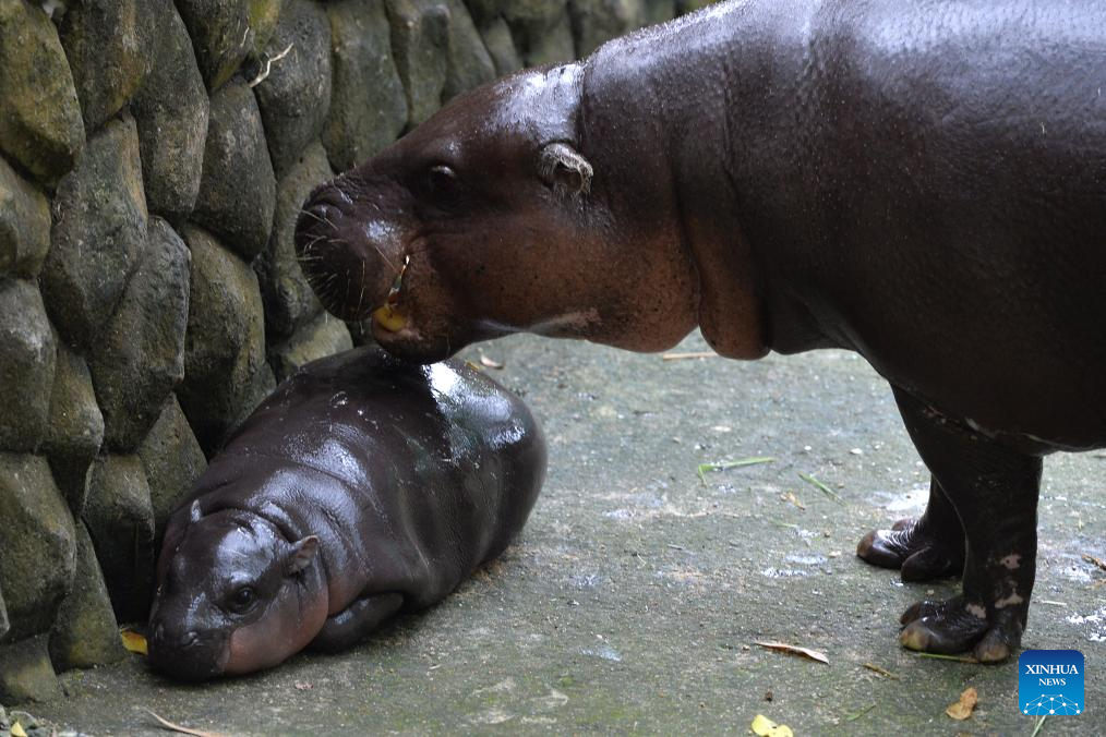 Hippo "Moo Deng" born in Thailand-Xinhua