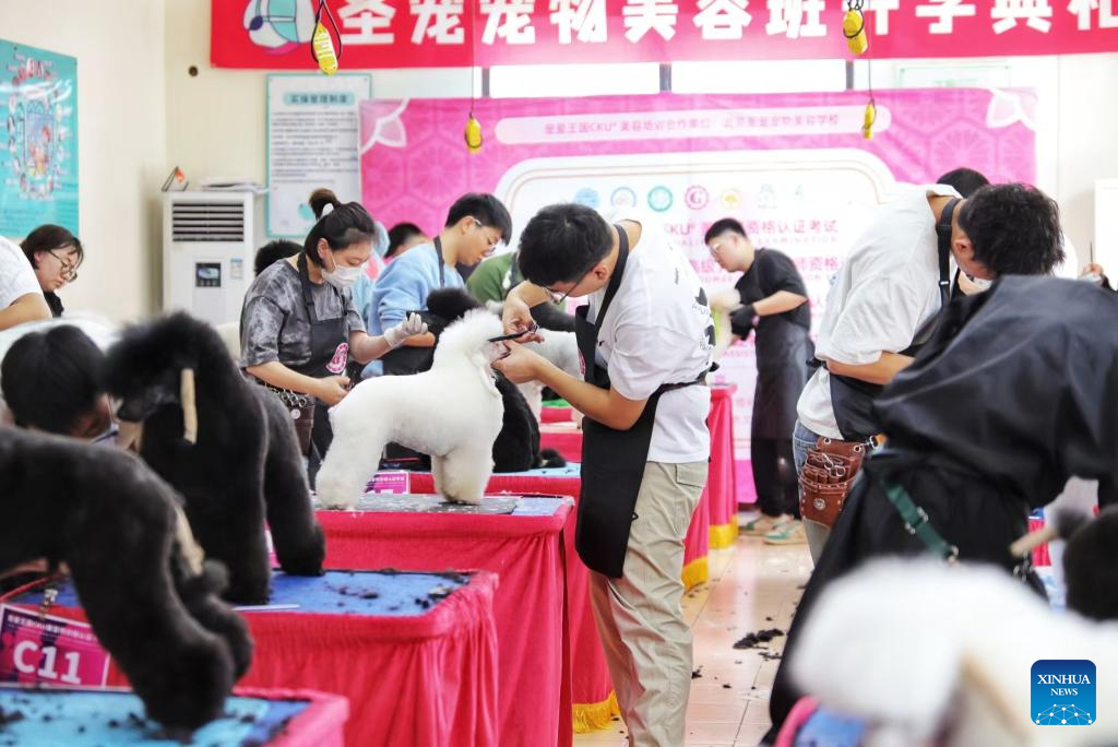 China Focus: China's pet economy thrives with rise of responsible ...