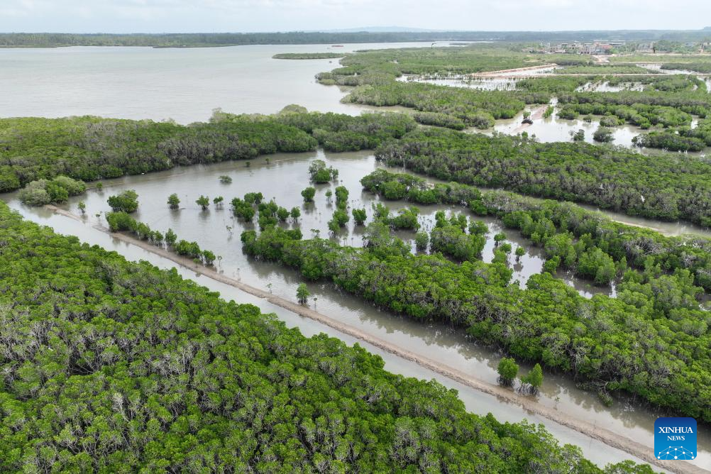 Hainan attracts migratory birds thanks to improved ecological ...