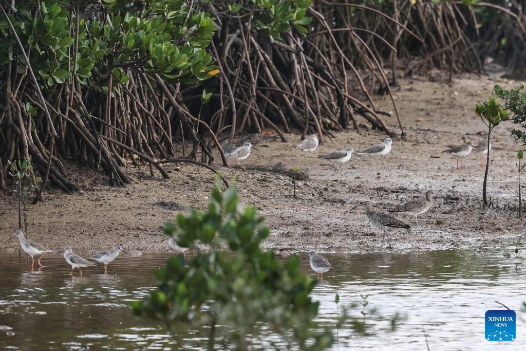 Hainan attracts migratory birds thanks to improved ecological ...