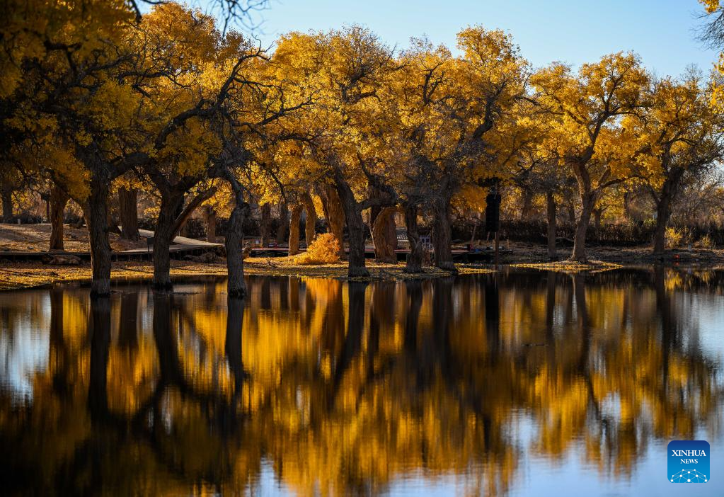 Autumn scenery of desert poplar in China's Inner Mongolia-Xinhua