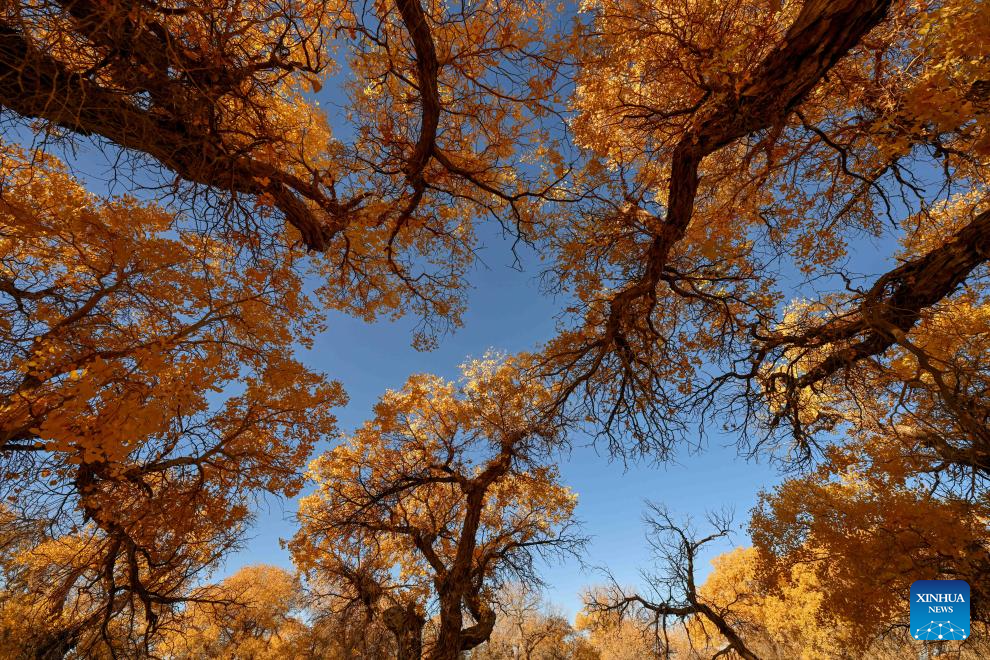 Autumn scenery of desert poplar in China's Inner Mongolia-Xinhua