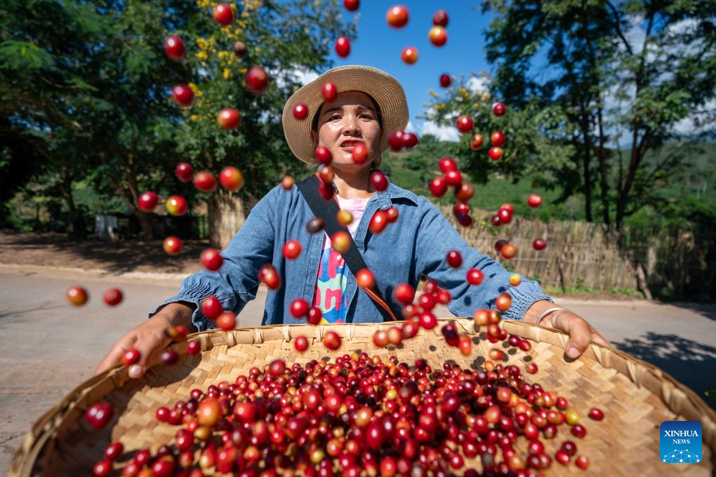 Coffee plantations inject vitality into high-quality development of SW ...