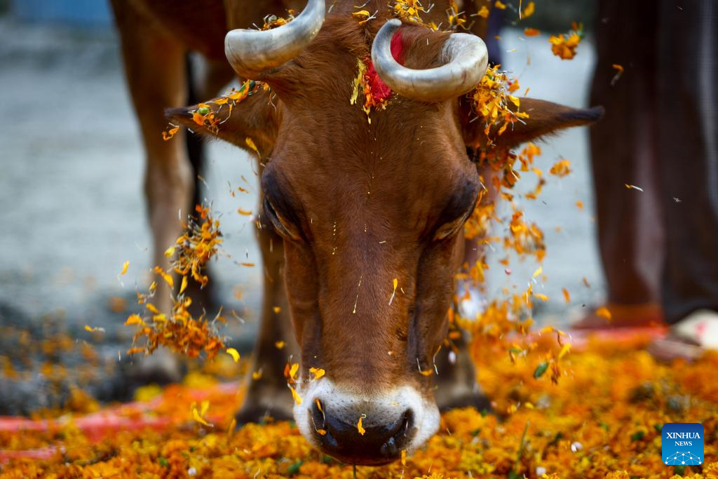 Cows worshiped during Tihar in Lalitpur, Nepal-Xinhua