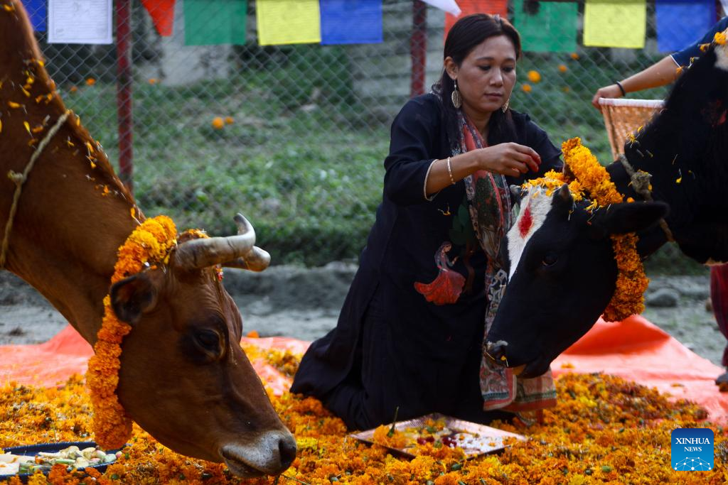 Cows worshiped during Tihar in Lalitpur, Nepal-Xinhua