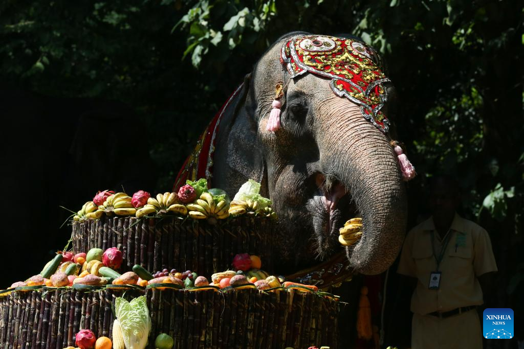 Myanmar's beloved Asian elephant Momo celebrates 71st birthday at ...