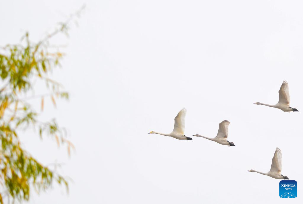 Migratory swans fly to Yellow River wetland in central China's ...
