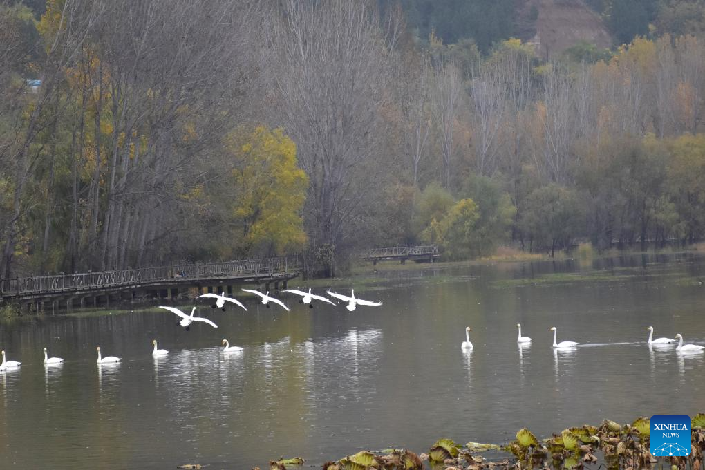 Migratory swans fly to Yellow River wetland in central China's ...
