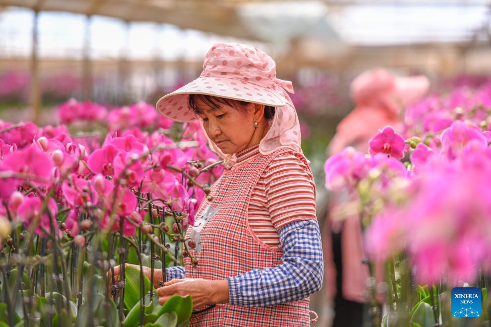 Flower markets in China's Yunnan start annual peak season-Xinhua