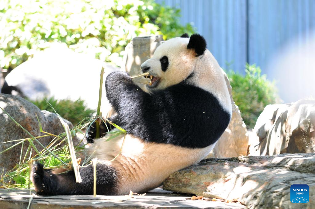 New pair of giant pandas make debut in South Australia-Xinhua