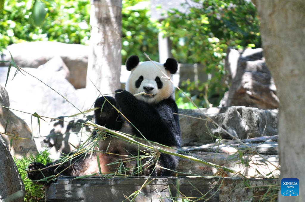 New pair of giant pandas make debut in South Australia-Xinhua