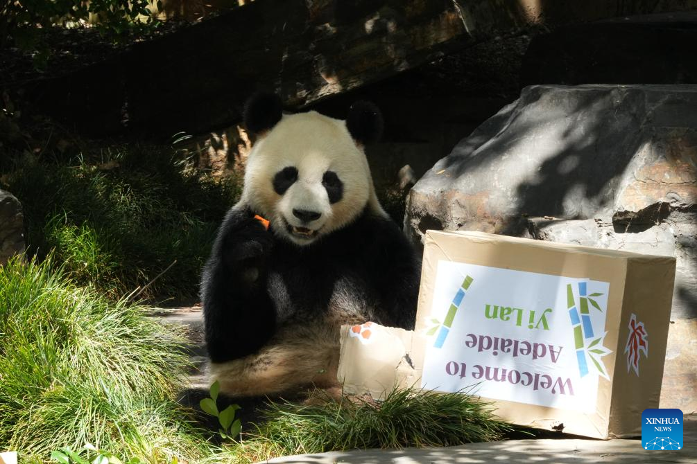 New pair of giant pandas make debut in South Australia-Xinhua