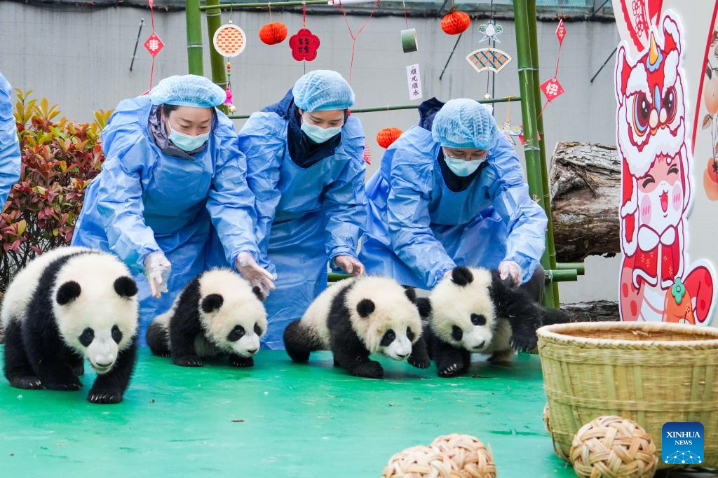 Panda cubs send Spring Festival greetings from southwest China-Xinhua