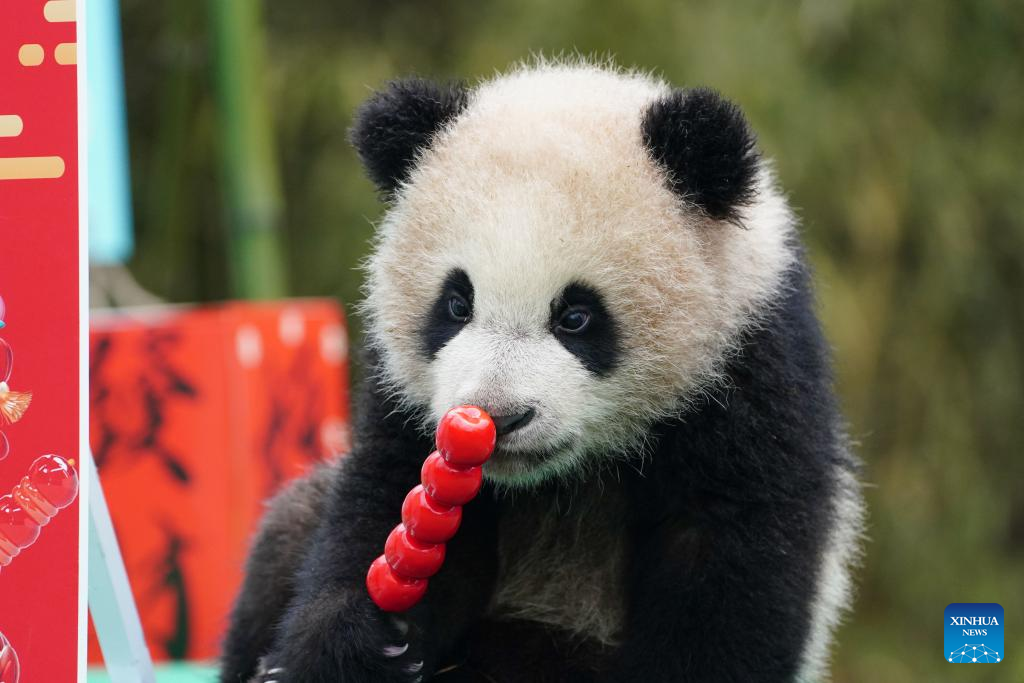 Panda cubs send Spring Festival greetings from southwest China-Xinhua
