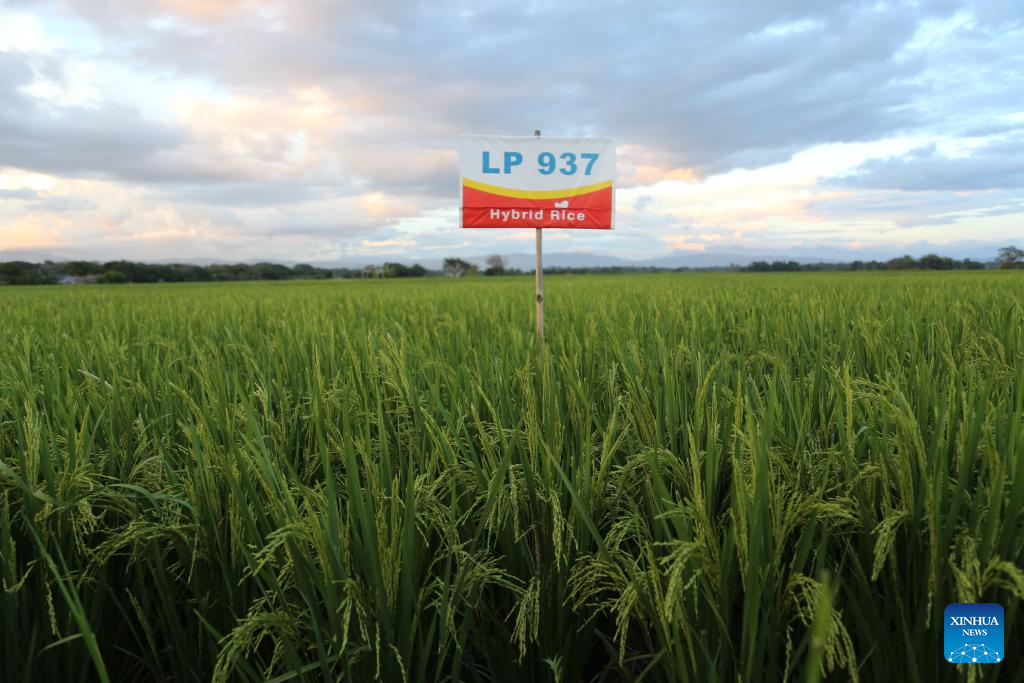 Feature: Chinese hybrid rice thrives in Philippines, enhancing food ...