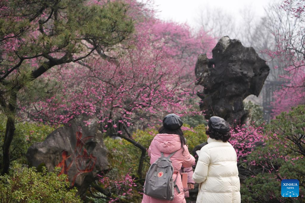 Tourists enjoy plum blossoms at Lingfeng Mountain in Hangzhou-Xinhua
