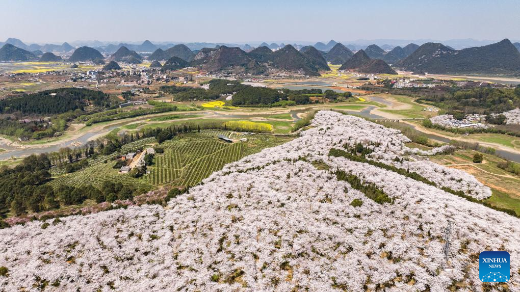 View of cherry blossoms in Gui'an New Area of China's Guizhou -Xinhua
