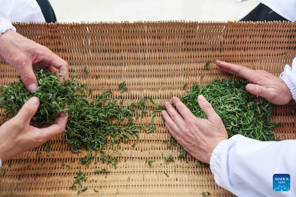 Wuzhou Juyan tea enters harvest season in China's Zhejiang-Xinhua