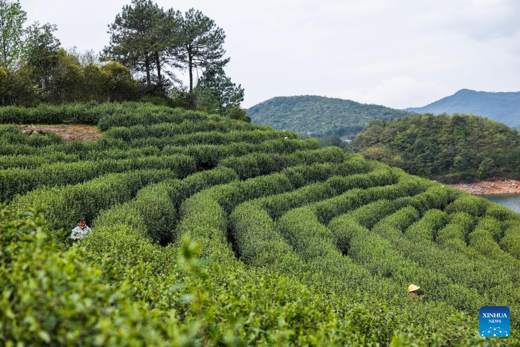 Wuzhou Juyan tea enters harvest season in China's Zhejiang-Xinhua
