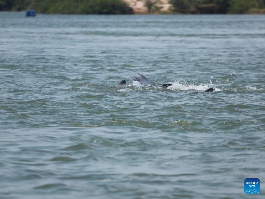 Cambodia records 6th newborn rare Mekong dolphin in 2025-Xinhua