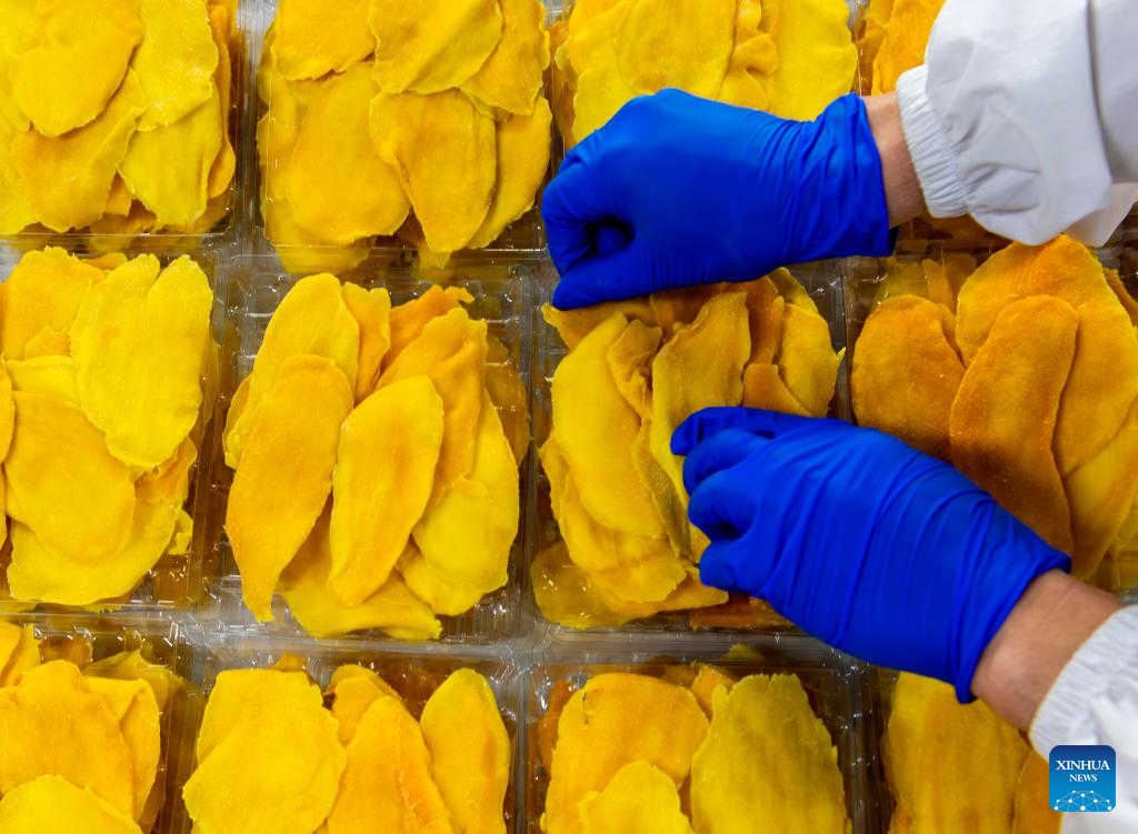 Sweetness of Cambodian mangoes shared by Chinese people-Xinhua
