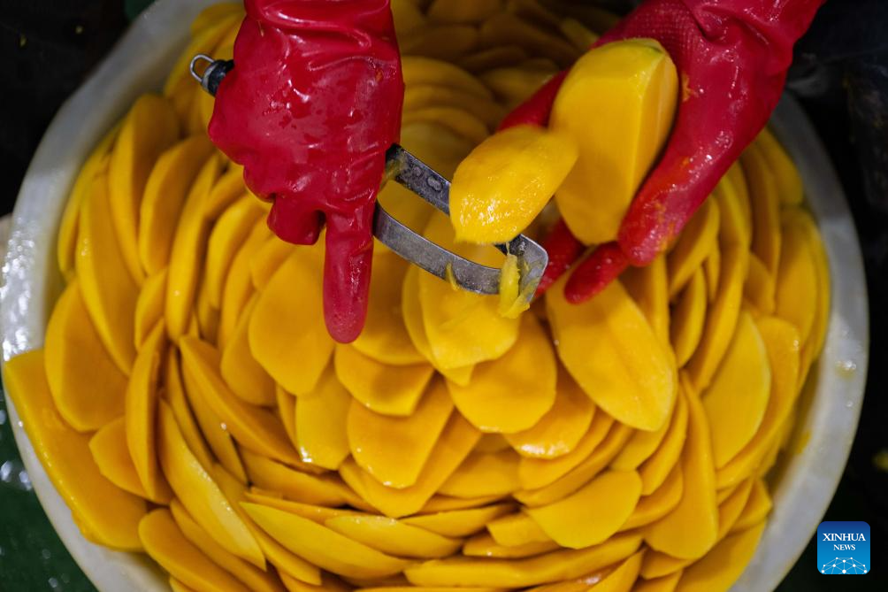 Sweetness of Cambodian mangoes shared by Chinese people-Xinhua