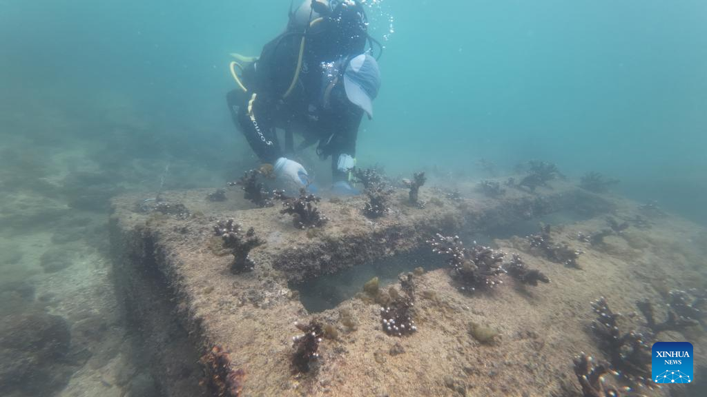 China Focus: China's coral spawning breakthrough offers fresh hope for ...