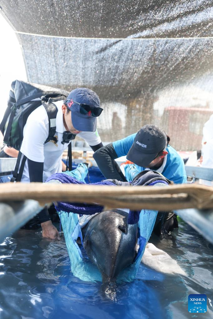 Stranded dolphin returns to sea after receiving specialized care in S China-Xinhua