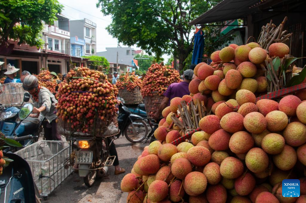 Feature: Vietnam's lychee farmers find prosperity in growing trade with ...