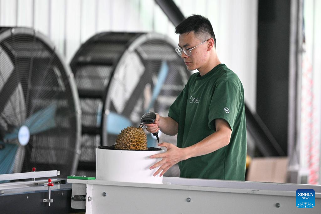 AI-powered production line set up to sort durians in S China's Hainan ...