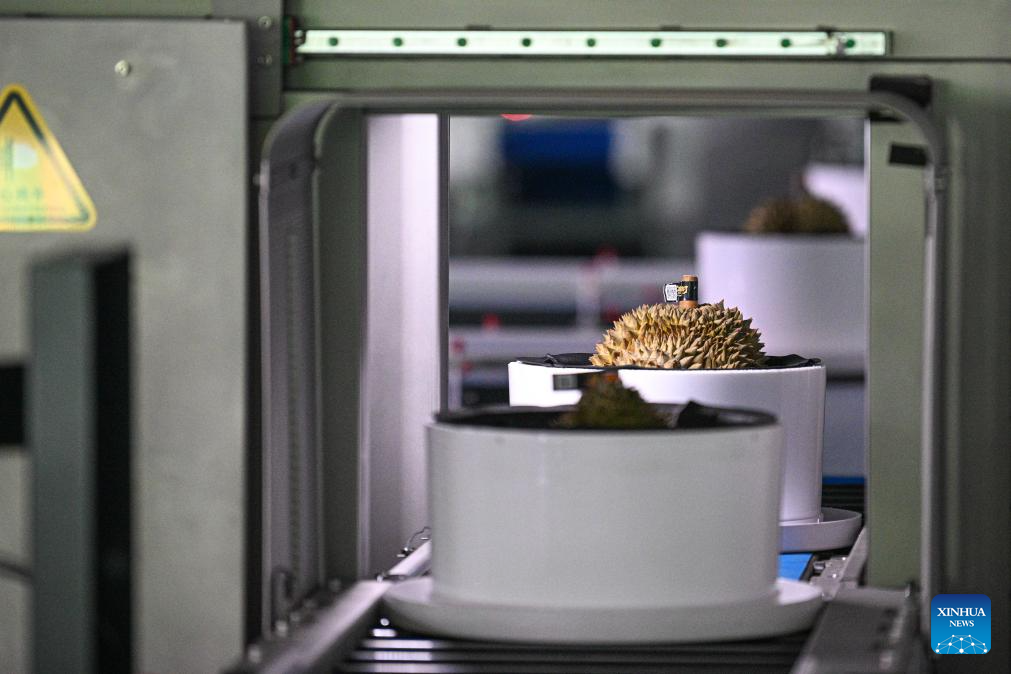 AI-powered production line set up to sort durians in S China's Hainan ...