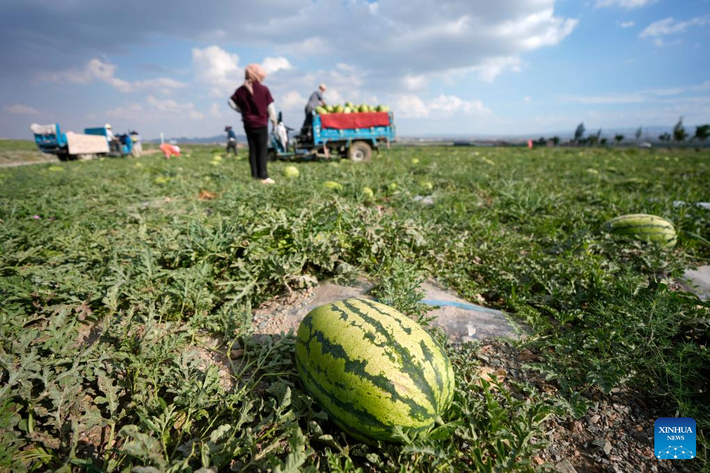 Xisha watermelons boost rural economy in Zhongwei, China's Ningxia-Xinhua