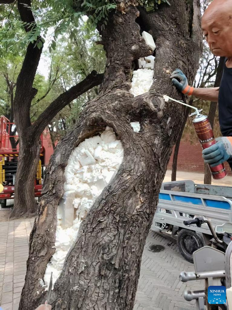 Across China: Ancient trees stand tall thanks to better protection-Xinhua
