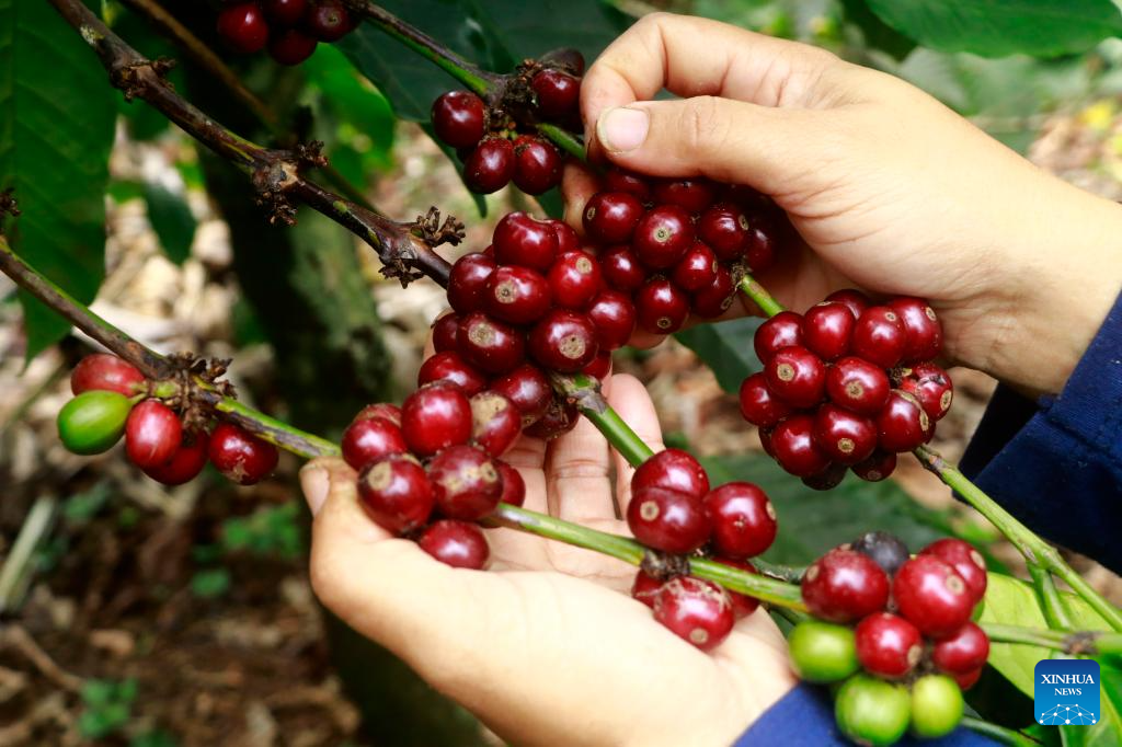 Farmer picks red cherries of robusta coffee beans in Bener Meriah ...